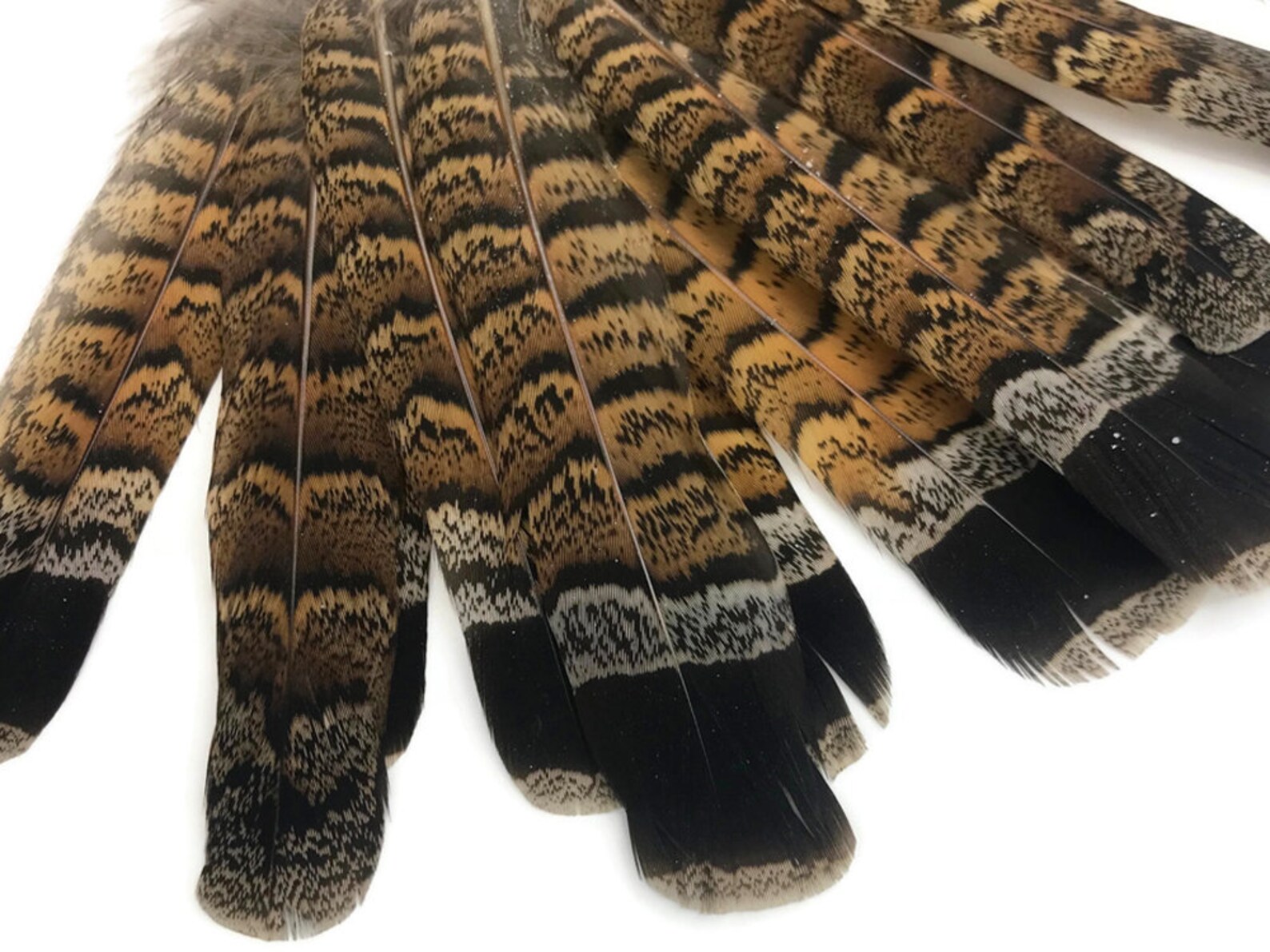 Exotic Feathers, 5 Pieces - Brown and Black Ruffed Grouse Tail Feathers ...