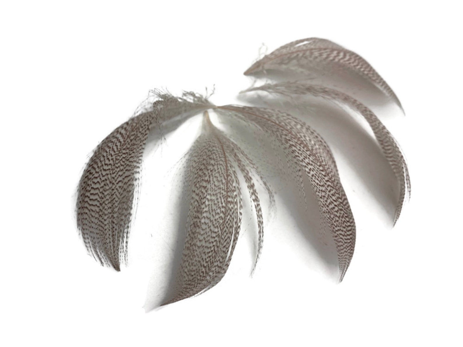 1/4 Lb. - Natural Barred Mallard Duck Flank Wholesale Feathers (bulk ...
