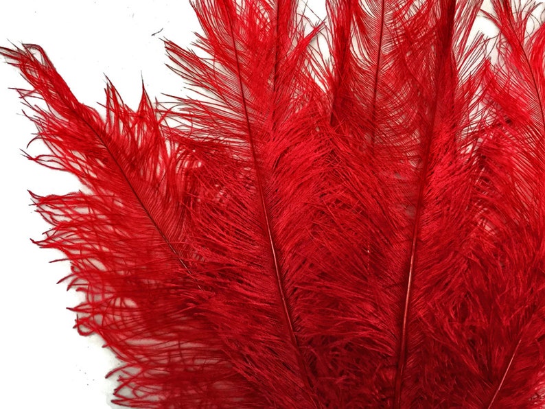 Ostrich Feathers, 10 Pieces - 20-28
