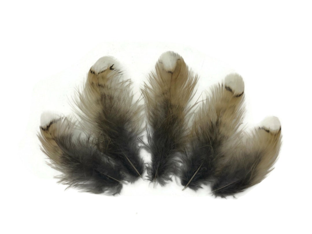5 Pieces - White Tip Ruffed Grouse Plumage Feathers Fly Tying Craft ...