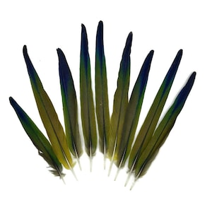 4 Pieces - Tri Color Ombre Conure Parrot Pointed Tail Feathers - Rare ...