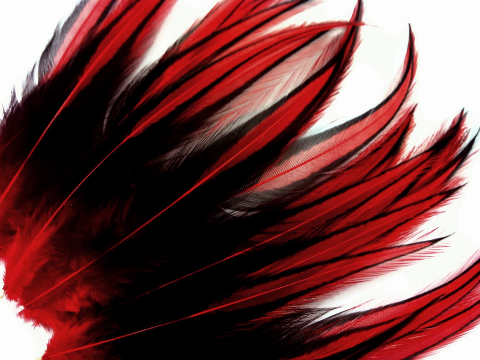 Red Laced Pointy Feathers 10 Pieces Red Dyed BLW Laced Long - Etsy