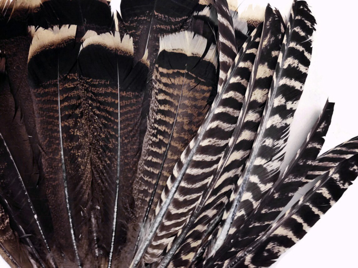 Wild Turkey Feathers, 6 Pieces - Natural Barred Wild Turkey Merriam ...