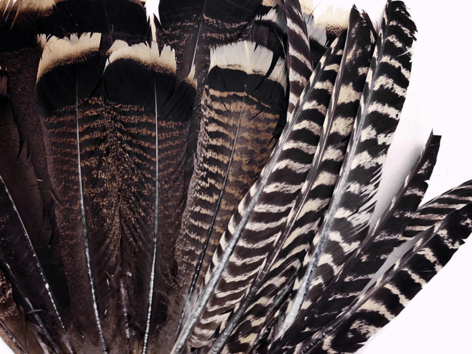 Wild Turkey Feathers 6 Pieces Natural Barred Wild Turkey | Etsy