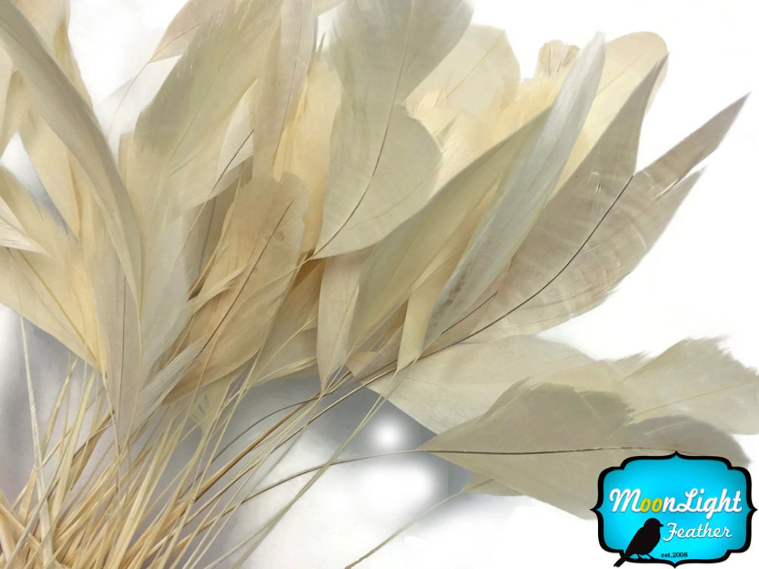 Trimmed Feathers, 1 Dozen - Ivory Stripped Rooster Coque Tail Feathers ...