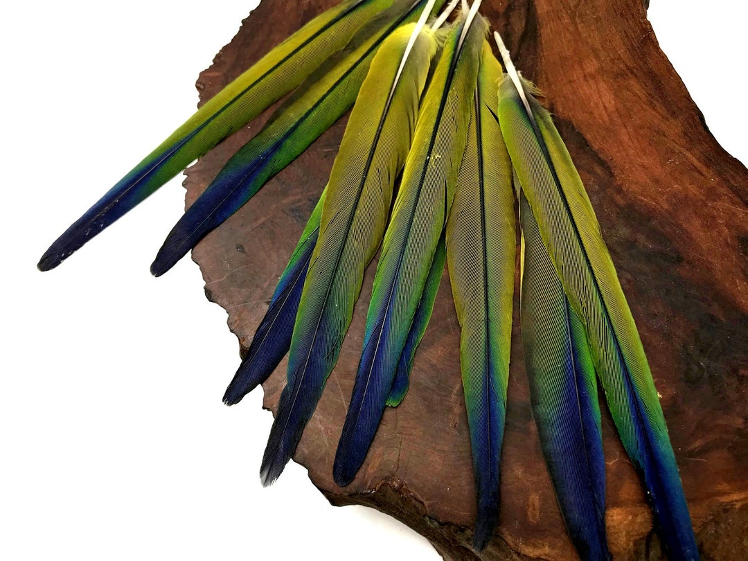 USA SELLER, 4 Pieces - Tri Color Ombre Conure Parrot Pointed Tail ...