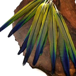 4 Pieces - Tri Color Ombre Conure Parrot Pointed Tail Feathers - Rare ...