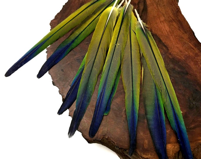 4 Pieces Tri Color Ombre Conure Parrot Pointed Tail Feathers Rare ...