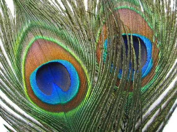 Real Peacock Feathers