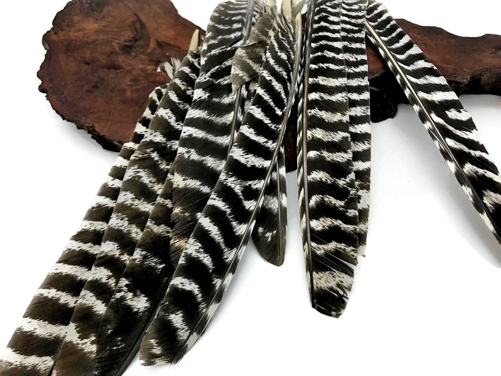 Wild Turkey Feathers 6 Pieces Natural Barred Wild Turkey | Etsy