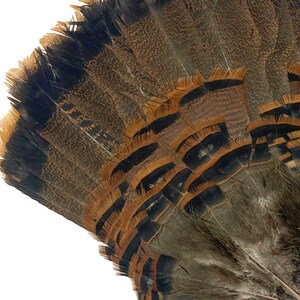 1 Complete Tail Fan - Grade A Natural Brown Merriam Wild Turkey Tail ...