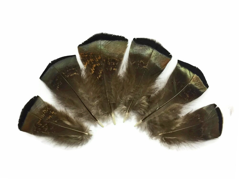 Wild Turkey Feathers 5 Pieces Small Wild Bronze Turkey | Etsy