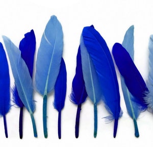 Blue Duck Feathers, 1 Pack - Sky Blue Duck Cochettes Loose Feathers 0. ...