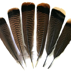 1 Complete Tail Fan - Grade A Natural Brown Merriam Wild Turkey Tail ...