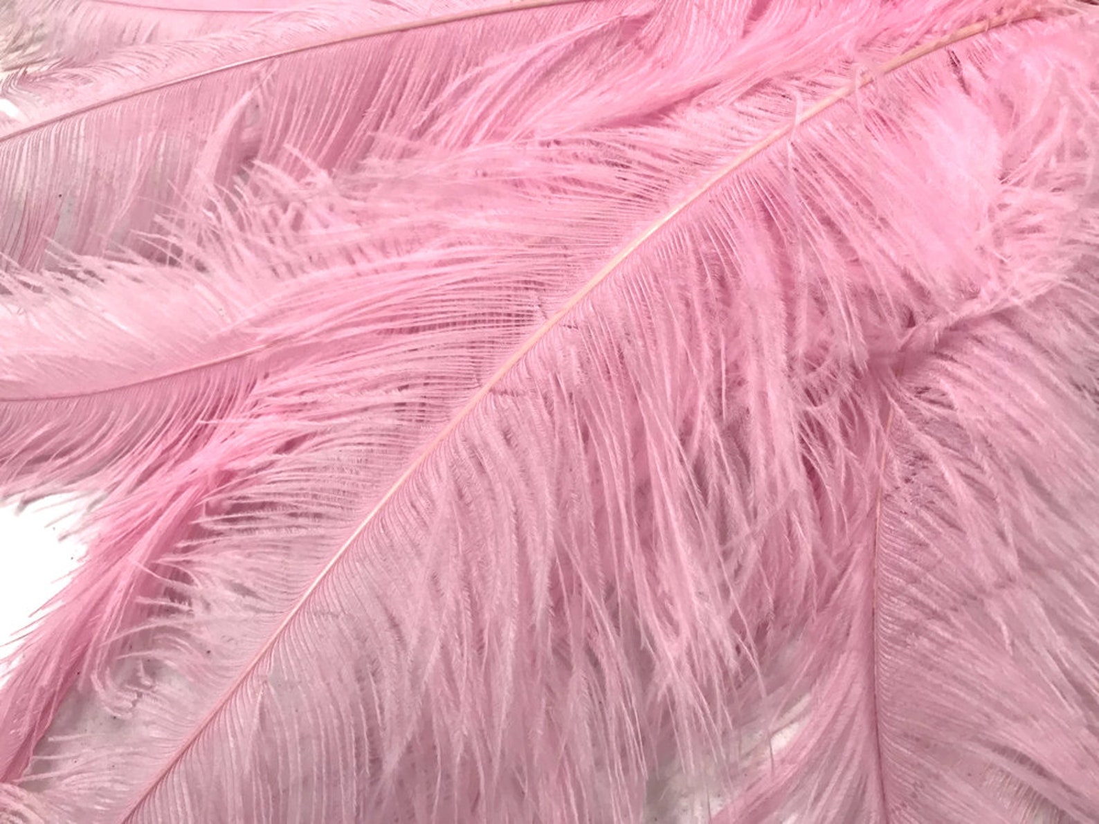Ostrich Feathers, 1/2 Lb - 20-28" Light Pink Ostrich Large Spads ...
