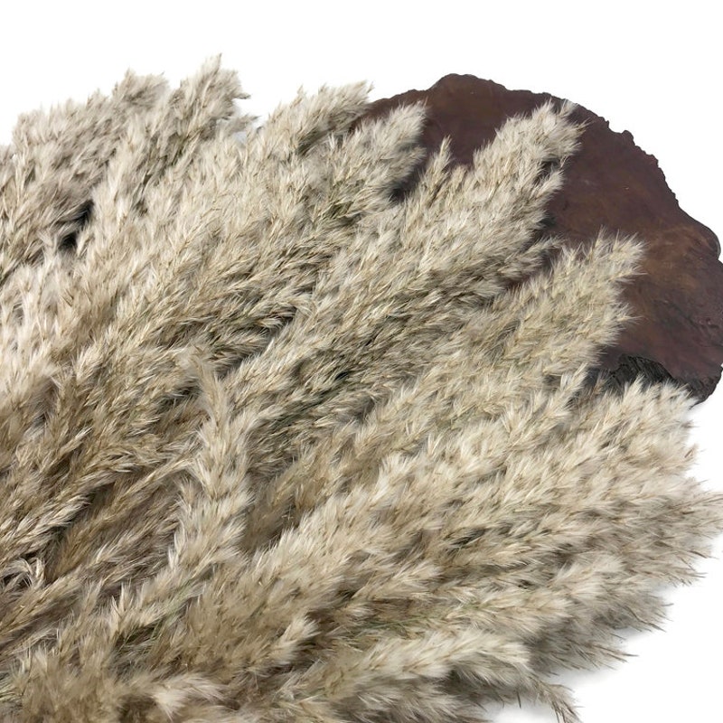 Dried Grass - Etsy UK