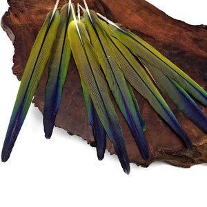4 Pieces - Tri Color Ombre Conure Parrot Pointed Tail Feathers - Rare ...