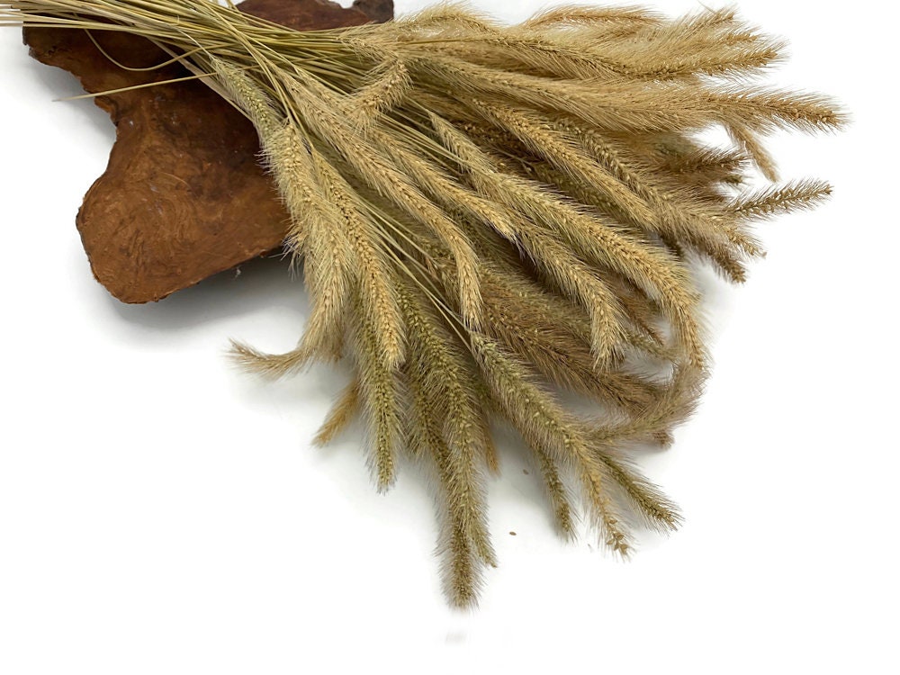 USA SELLER, 100 Pieces - 18-20" Natural Tan Dogtail Preserved Dried ...
