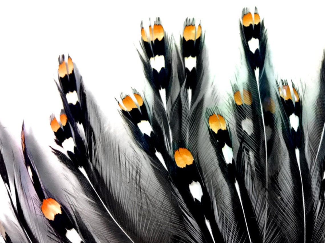 Exotic Feathers, 10 Pieces - Small Natural Gold Jungle Cock Eye Loose ...