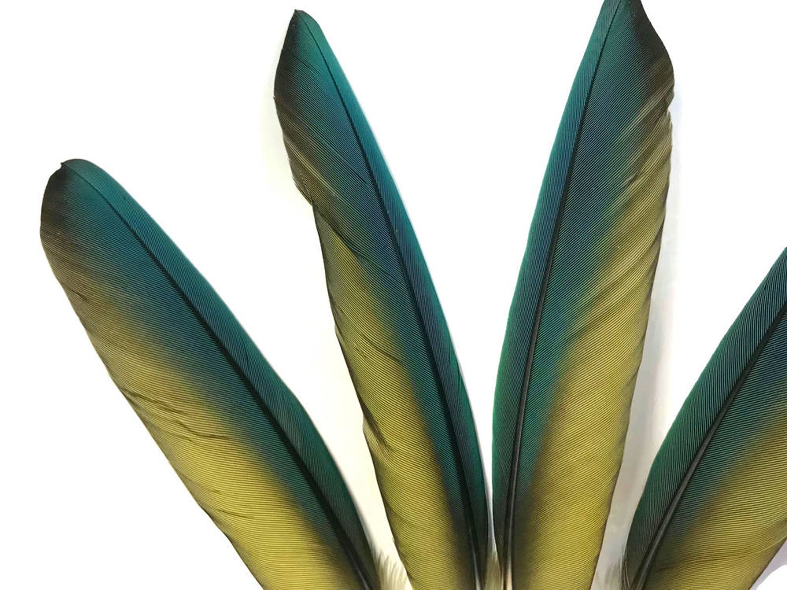 Rare Feathers 4 Pieces Iridescent Green and Yellow | Etsy