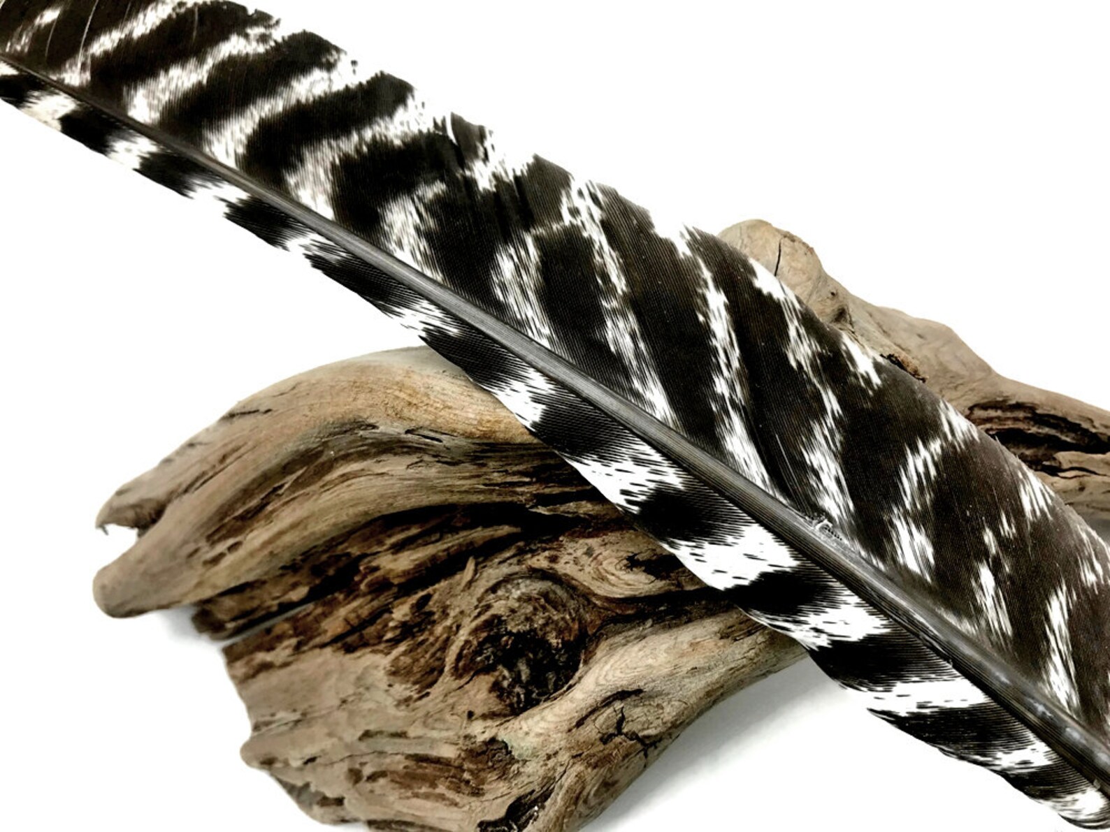 Wild Turkey Feathers, 6 Pieces - Natural Barred Wild Turkey Merriam ...