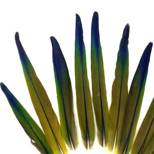 4 Pieces - Tri Color Ombre Conure Parrot Pointed Tail Feathers - Rare ...