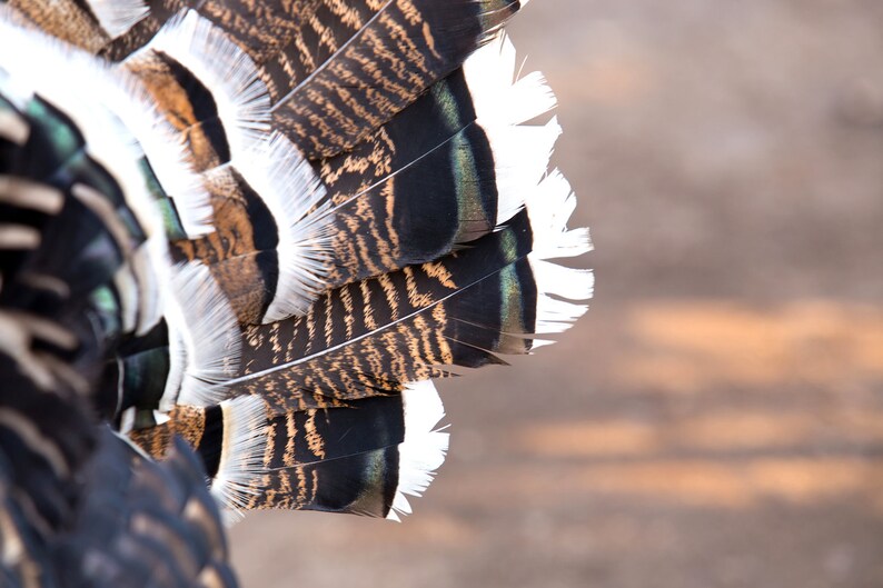 1 Complete Tail Fan - Grade A Natural Brown Merriam Wild Turkey Tail ...