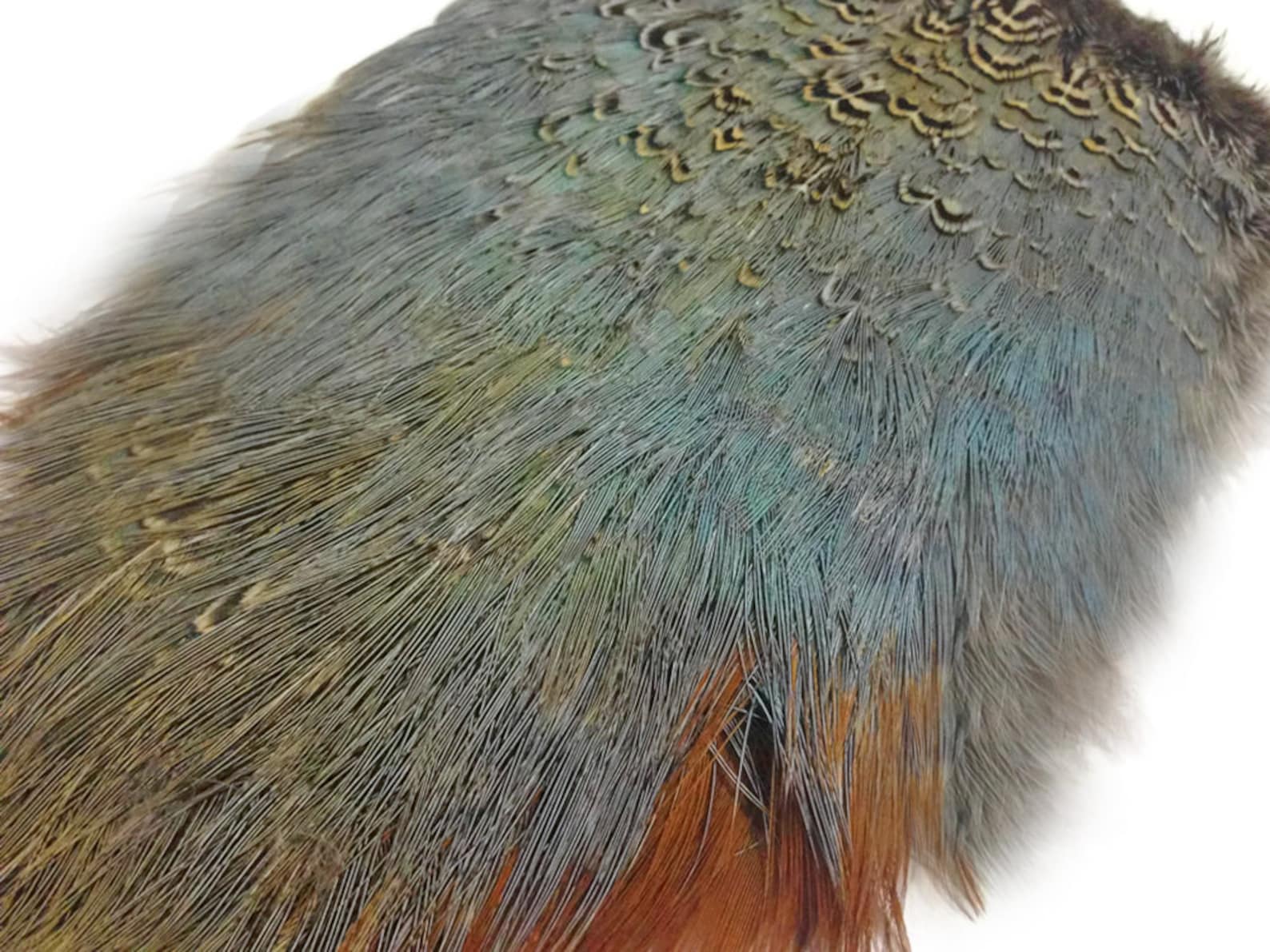 1 Piece Natural Ringneck Pheasant Complete Rump Patch - Etsy