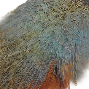 1 Piece - Natural Ringneck Pheasant Complete Rump Patch Feather Pelt ...