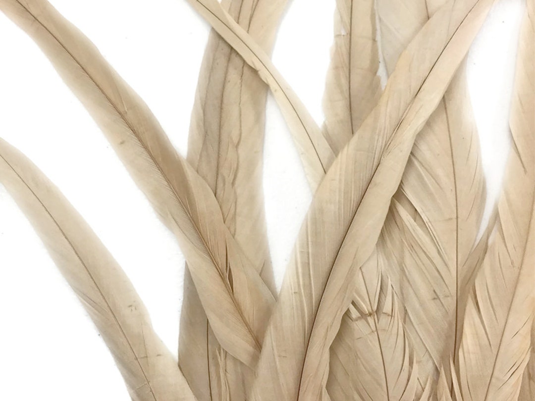 Super Long Rooster Tail Feathers, 2.5 Inch Strip - 14-16" Ivory Strung ...