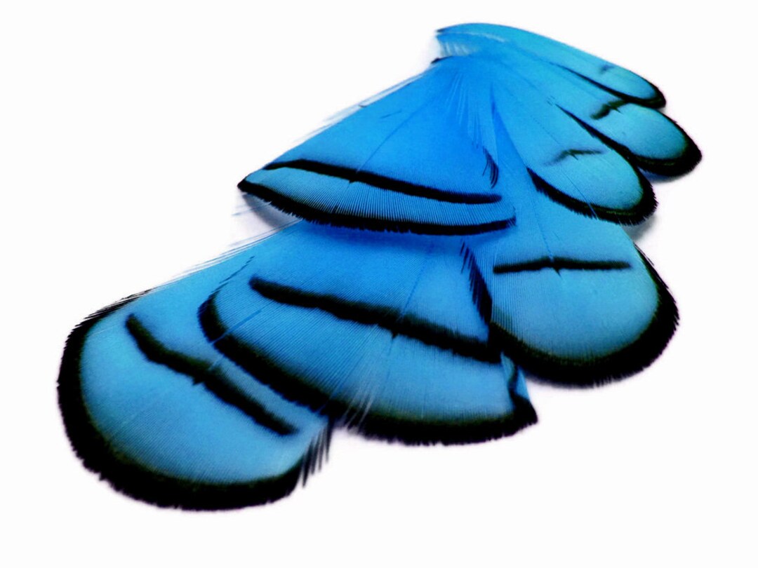 12 Pieces - Dyed Turquoise Blue Lady Amherst Pheasant Neck Tippet ...