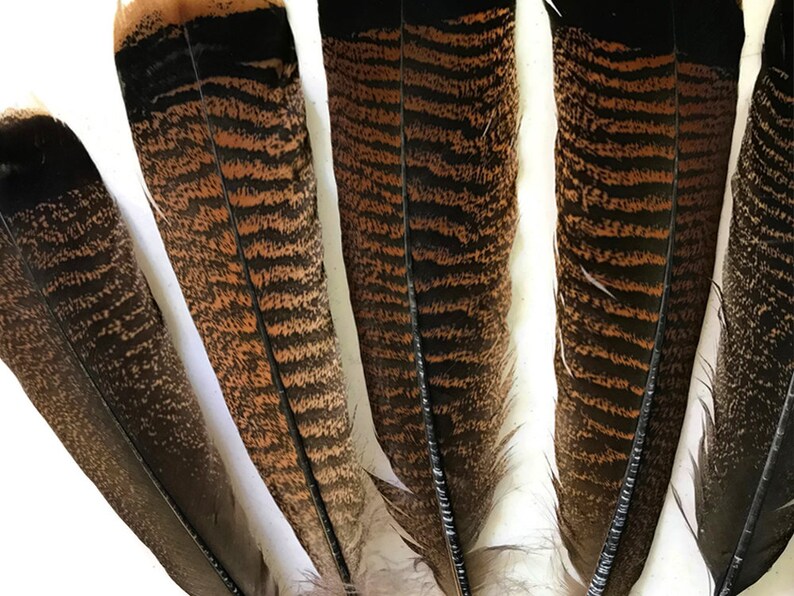 1 Complete Tail Fan - Grade A Natural Brown Merriam Wild Turkey Tail ...