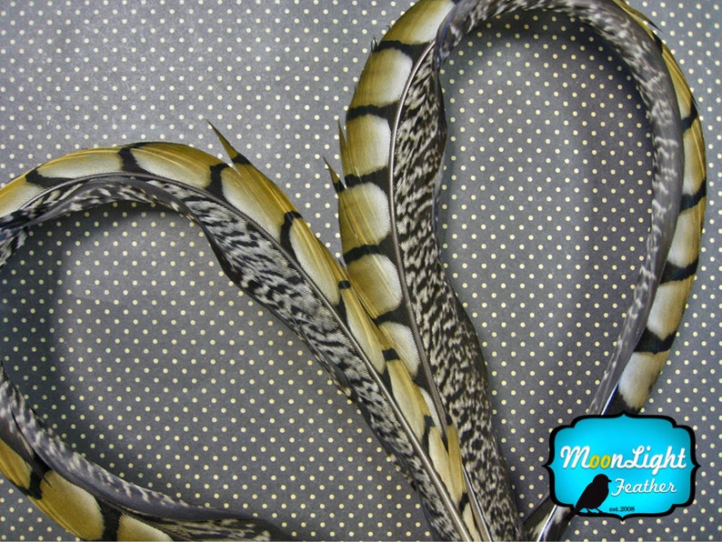 Fasan Federn 10 Stück 40-45 NATUR LANG Lady Amherst - Etsy.de