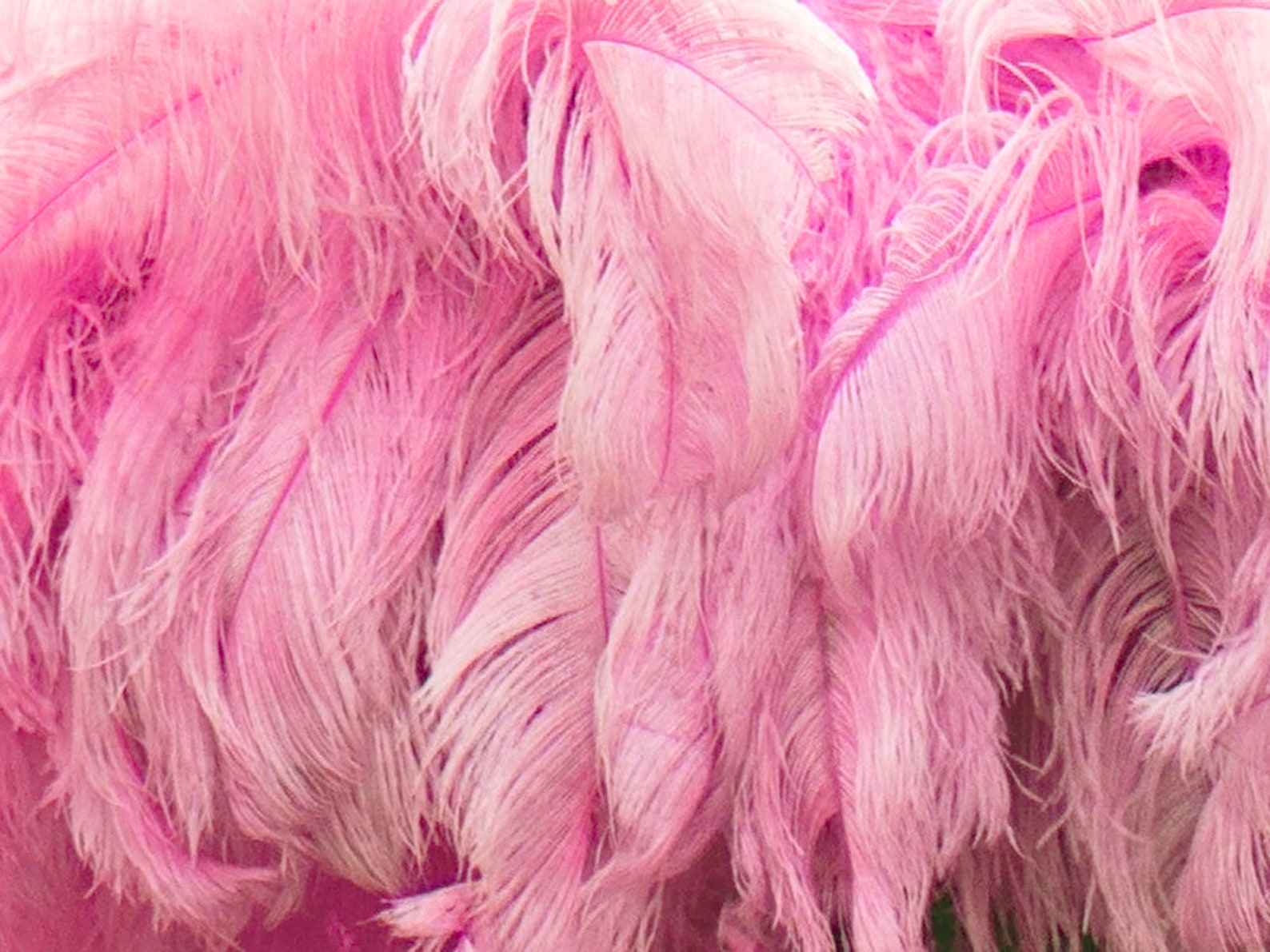 Huge Wedding Feathers 1/2 Lb. 18-24 Baby Pink Large | Etsy