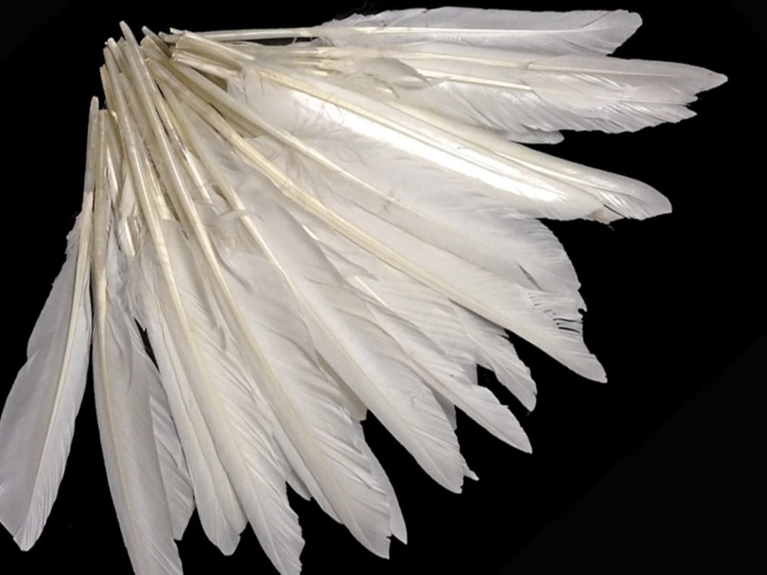 Duck Feathers, 1 Pack - Natural White Duck Primary Wing Pointer ...