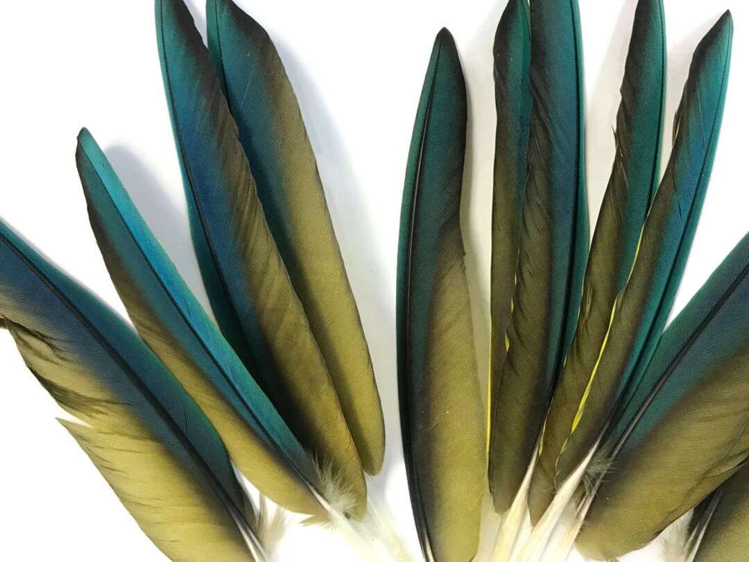 Rare Feathers, 4 Pieces Iridescent Green and Yellow Greenwing Macaw ...