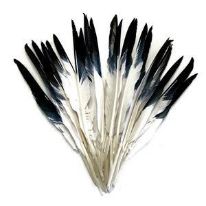 Goose Feather, 10 Pieces - White Tipped Black Goose Pointers Long ...