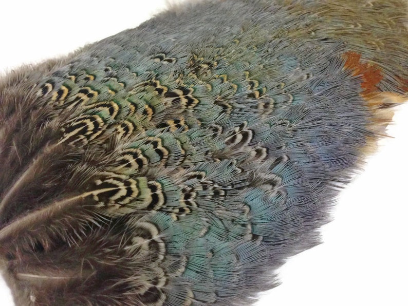 1 Piece Natural Ringneck Pheasant Complete Rump Patch - Etsy