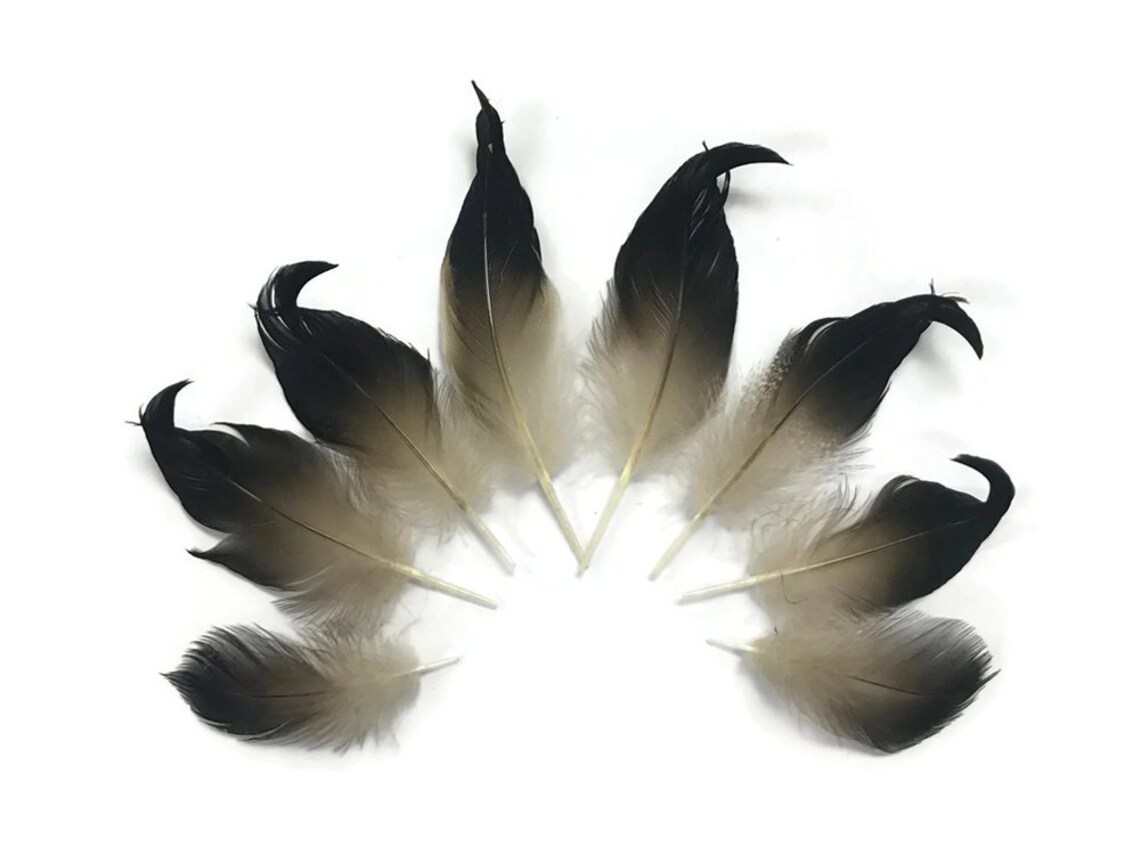 Duck Feathers 10 Pieces Natural Mallard Drake Black Curly - Etsy