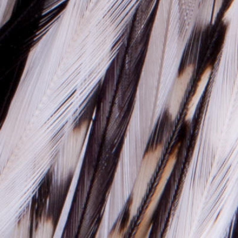 Salon Hair Feathers, 1 Pieces - CREE Grizzly Thin Long Rooster Feather ...