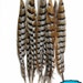 Extra Long Feathers, 10 Pieces 16-18 Natural Reeves Venery Pheasant ...