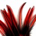 Red Laced Pointy Feathers, 10 Pieces Red Dyed BLW Laced Long Rooster ...