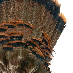 1 Complete Tail Fan - Grade A Natural Brown Merriam Wild Turkey Tail ...