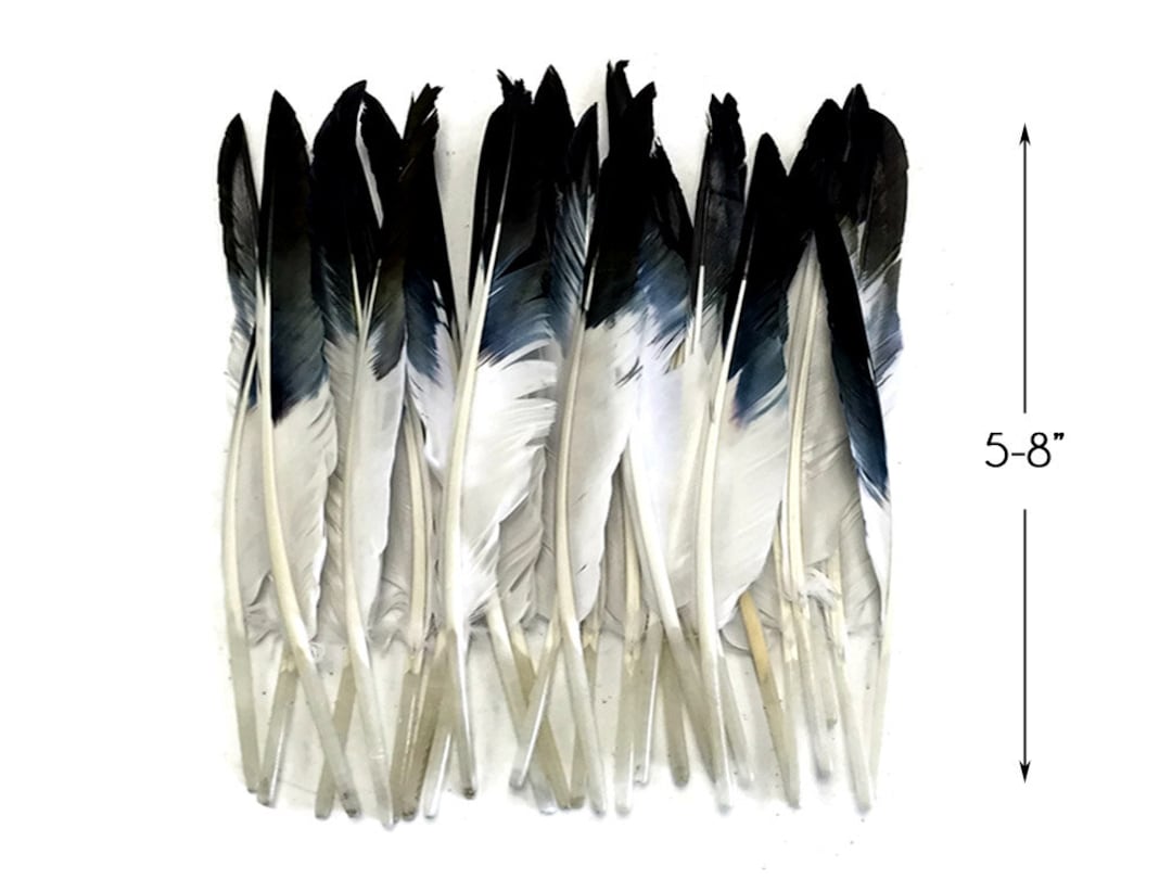 Eagle Feathers, 1 Pack - Black Tipped Dyed Duck Primary Wing Pointer ...