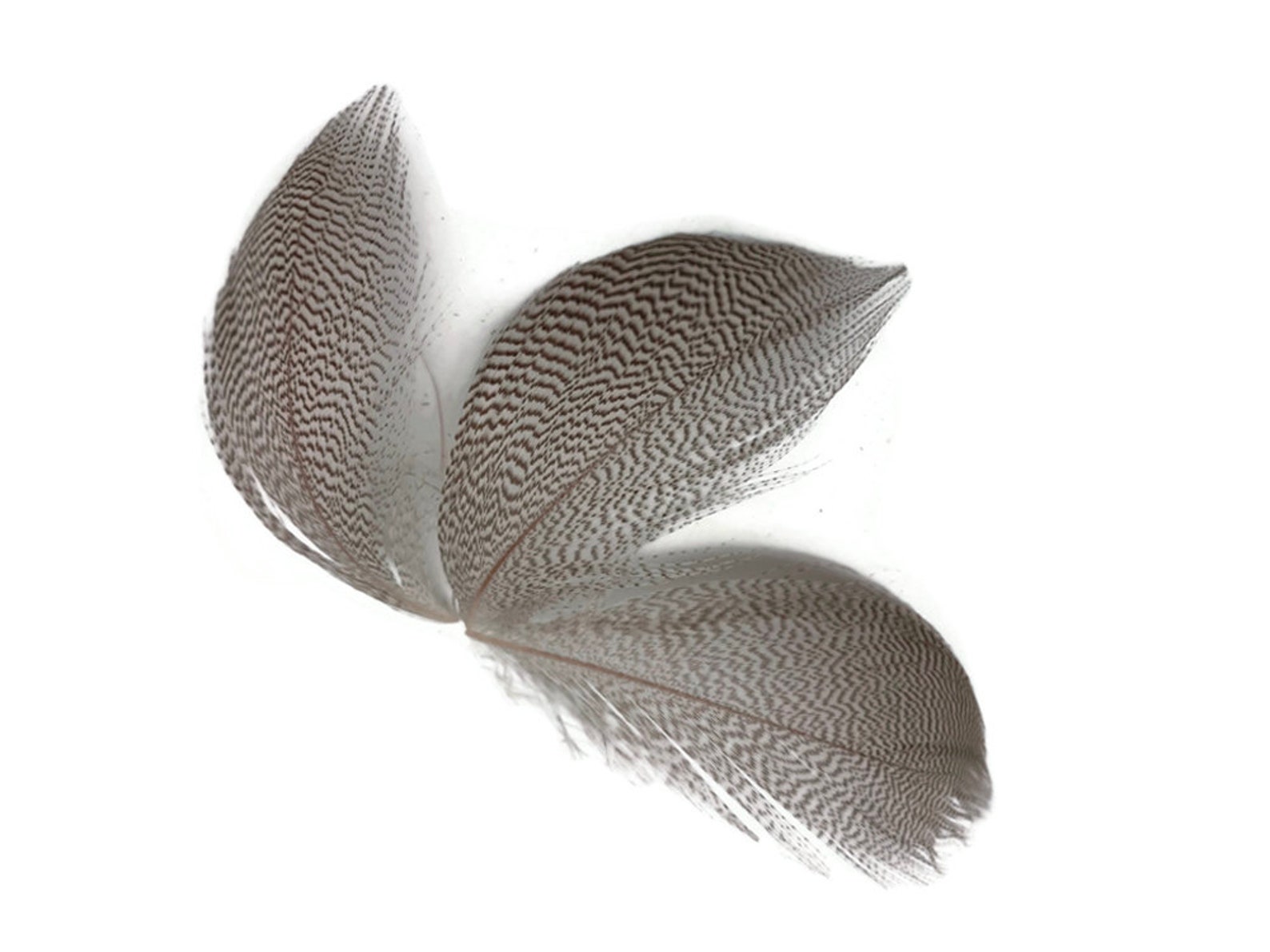 1/4 Lb. - Natural Barred Mallard Duck Flank Wholesale Feathers (bulk ...