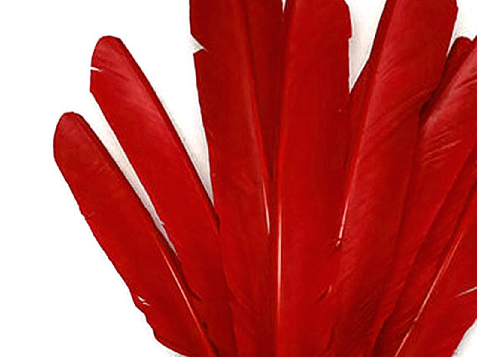 Turkey Quill Feathers, 1/4 Lb - Red Turkey Pointers Quill Wing ...