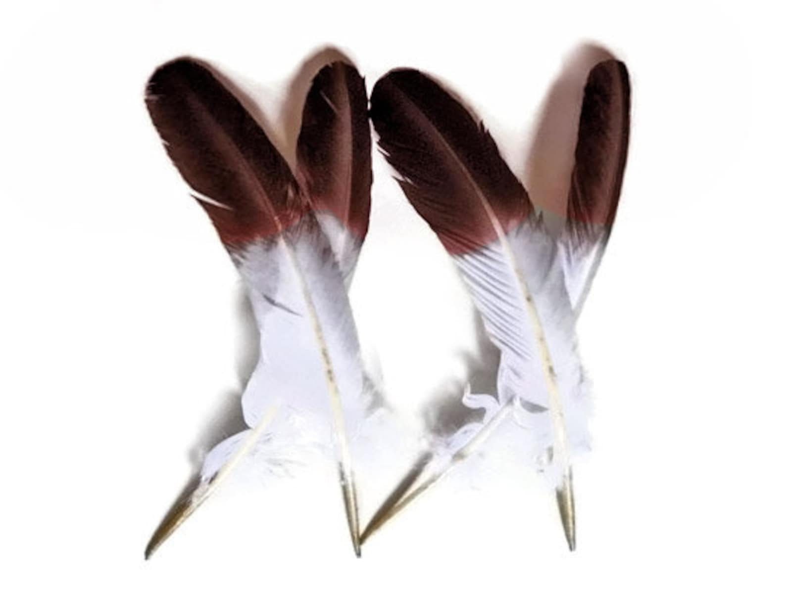 Eagle Feathers, 6 Pieces - Brown Tipped "imitation Eagle" Turkey Tom ...