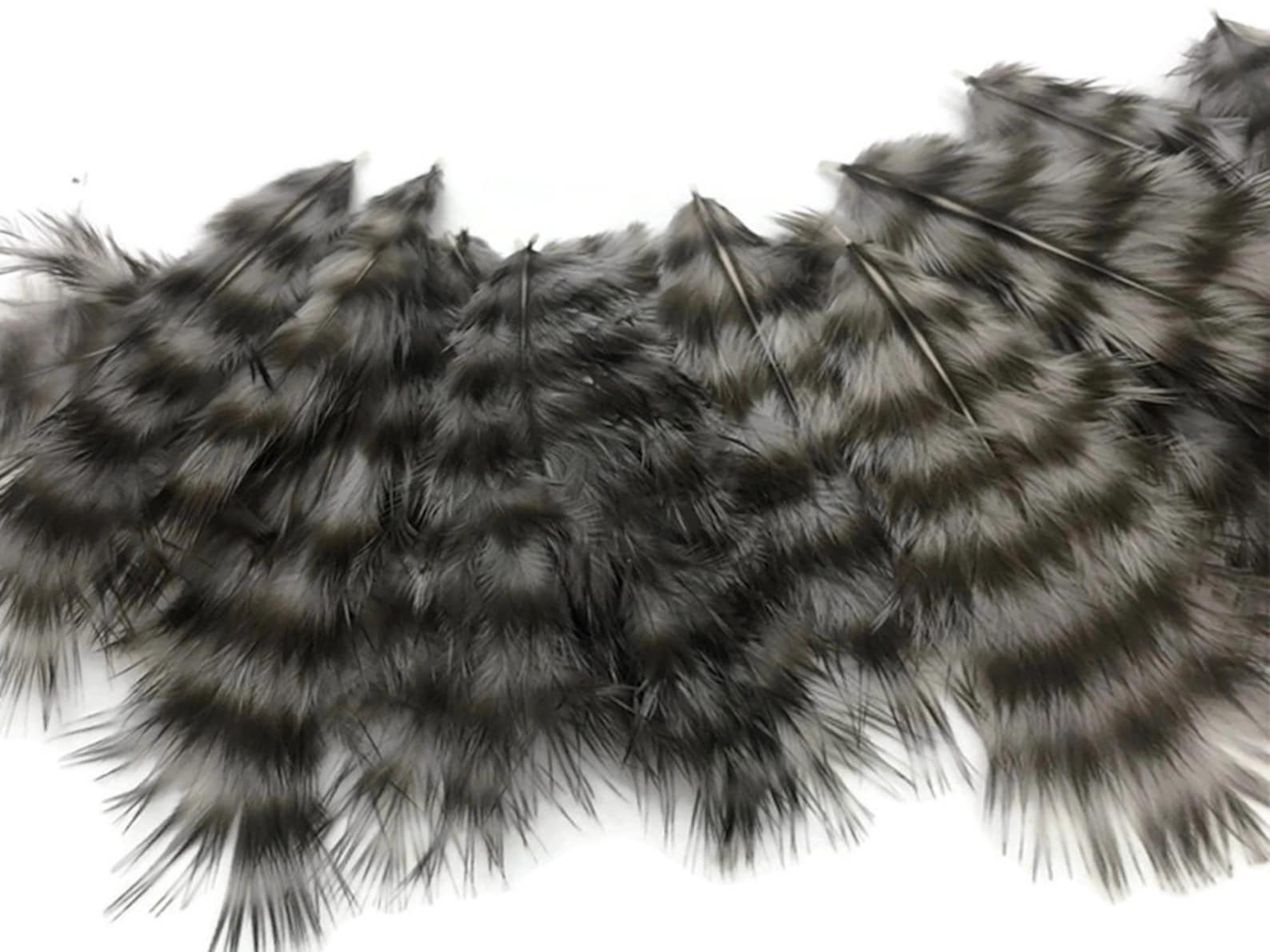 Small Feathers 1 Dozen Grey Dun Grizzly Rooster Chickabou | Etsy