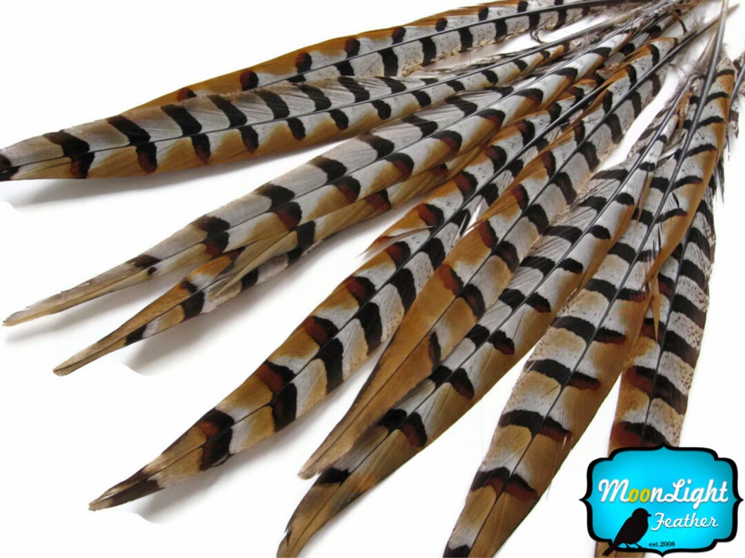 Extra Long Feathers, 10 Pieces - 16-18" Natural Reeves Venery Pheasant ...