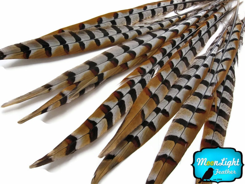 Extra Long Feathers 10 Pieces 16-18 Natural Reeves - Etsy